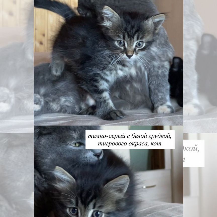Котята в добрые руки