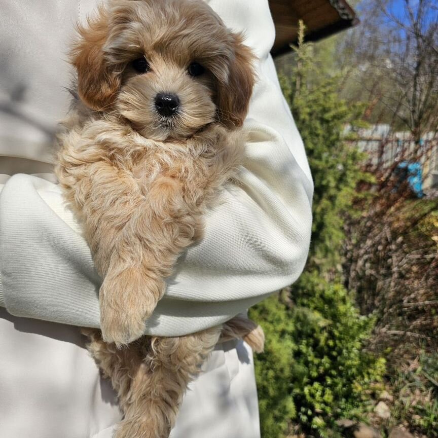 Собака мальтипу мини