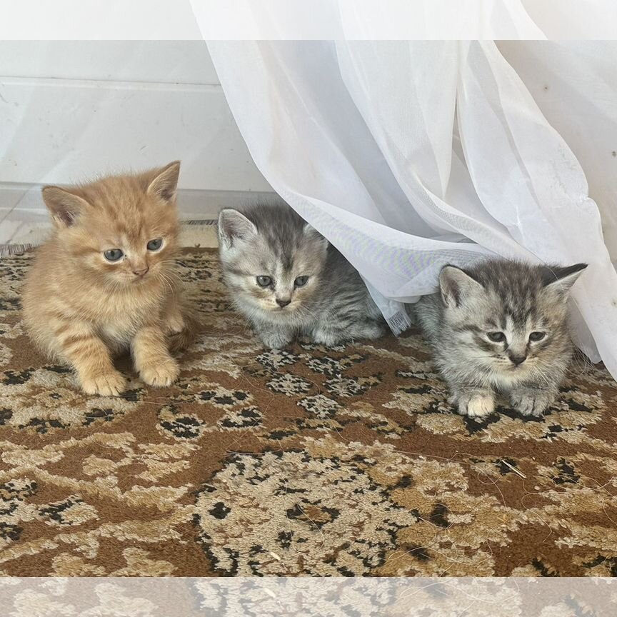 Котята в добрые руки бесплатно