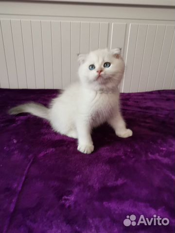 Шотландский медвежонок