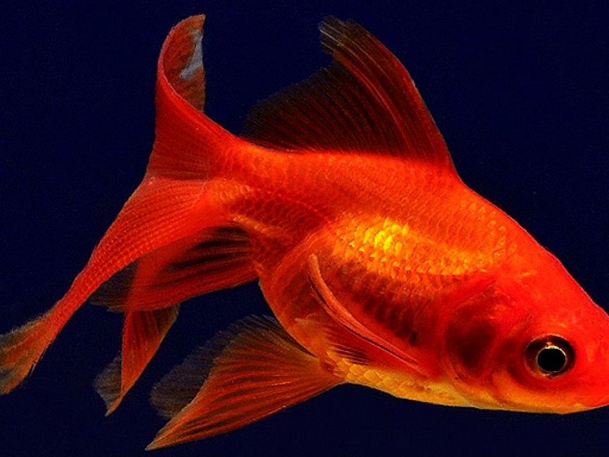 Риукин Красный (M)