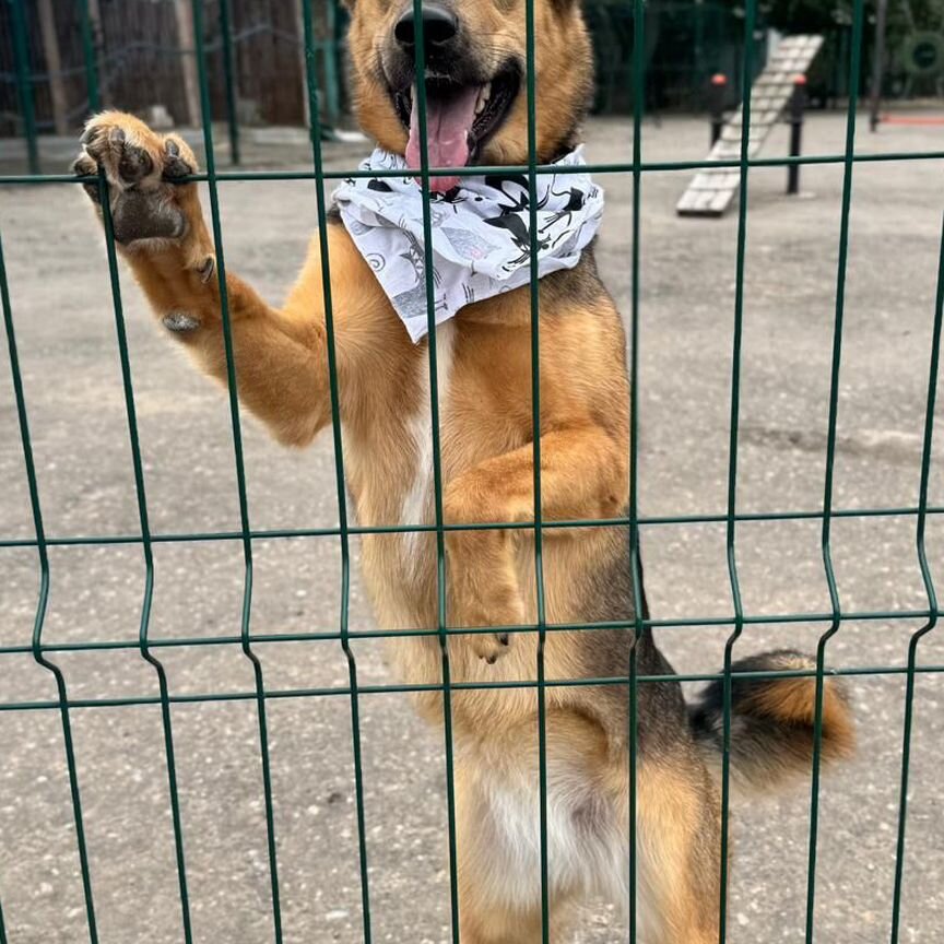 Щенок в добрые руки