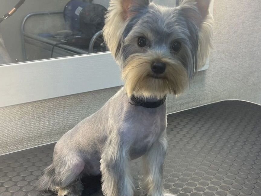 Йоркширский терьер (Ищем невесту)