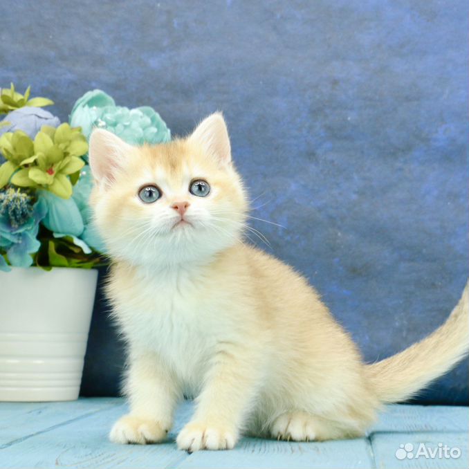 Кошечка золотая шиншилла шелл bri ny12