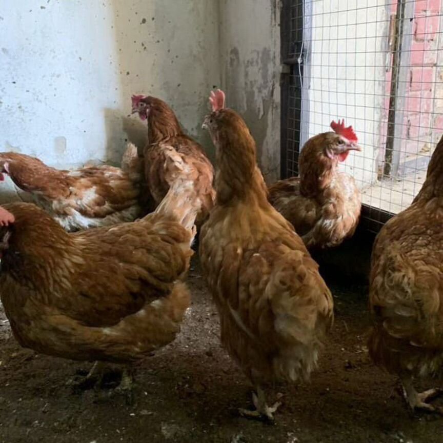 Куры породы хайсакс Браун и красная кубанская