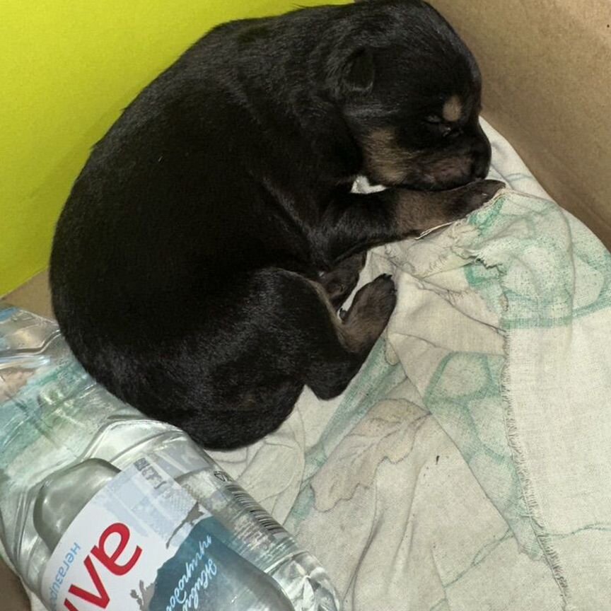 Щенок в добрые руки