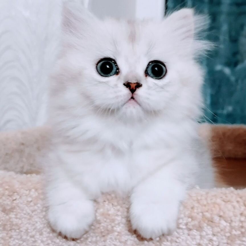Шотландский прямоухий длинношёрстный котёнок