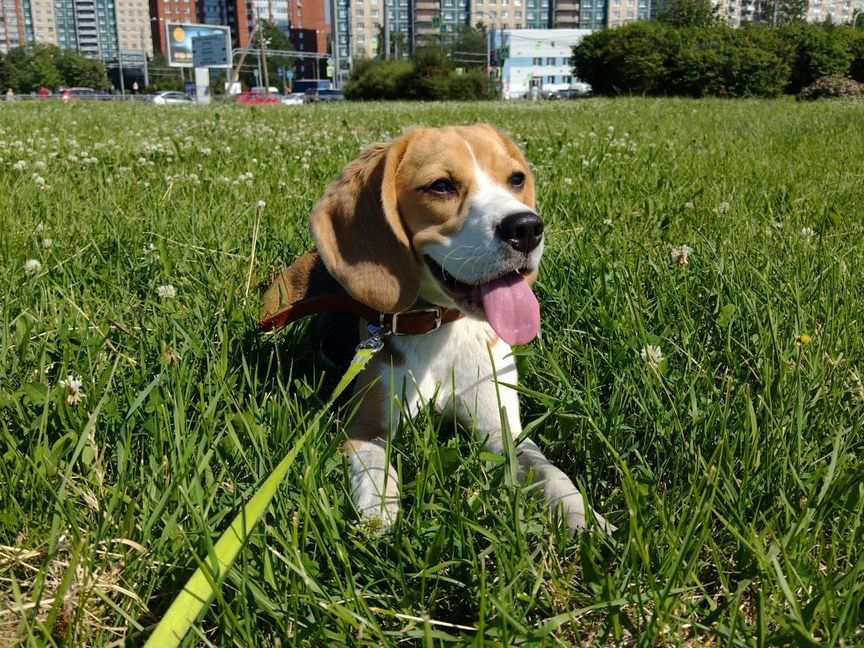 Бигль,девочка