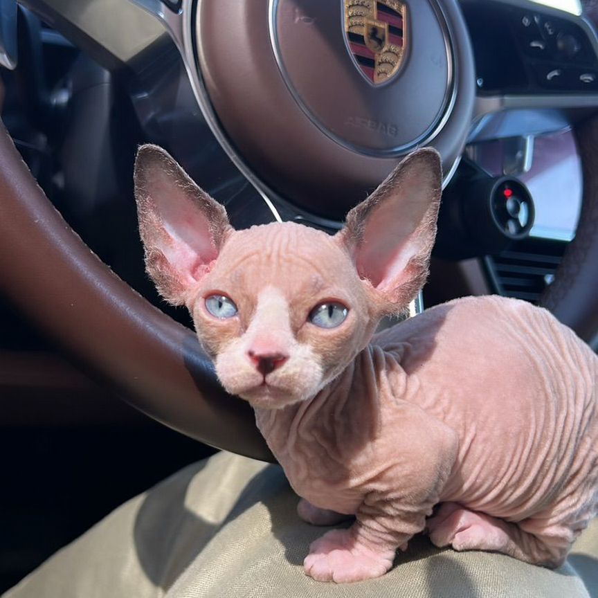 Бамбино коротколапый сфинкс