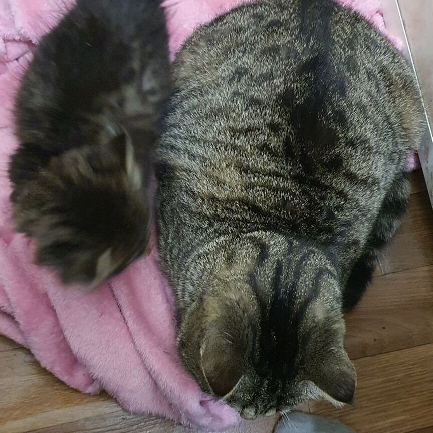 Отдам кота и кошечку в добрые руки