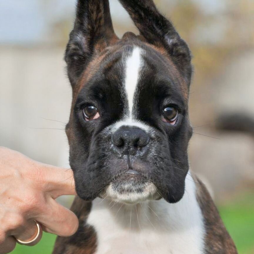 Боксер щенки