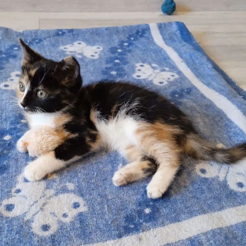 Котёнок в добрые руки