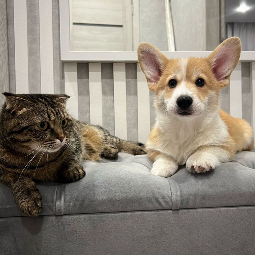 Клёвые корги дети