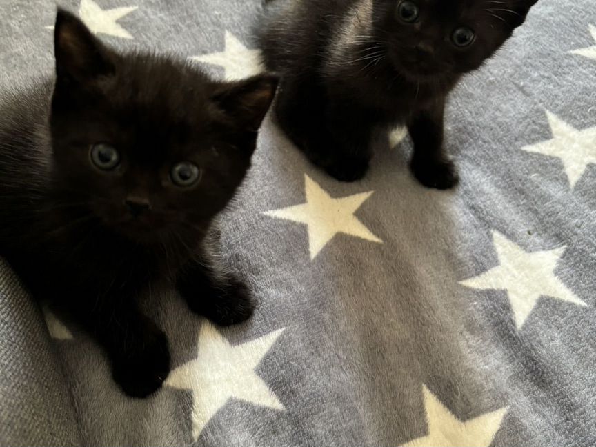 Британские котята