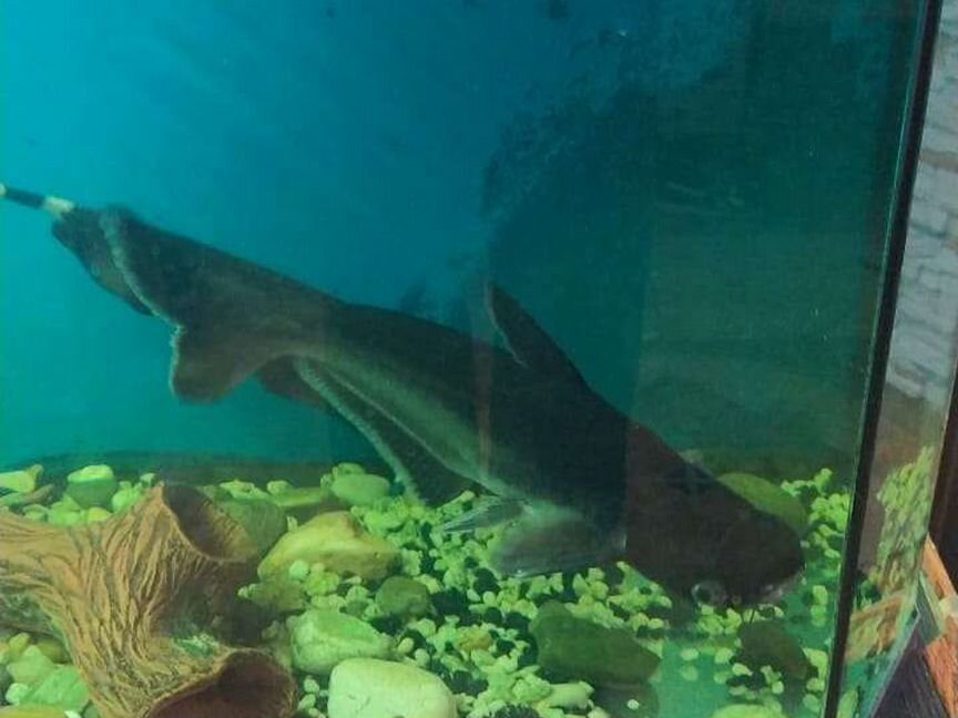 Аквариумные рыбки