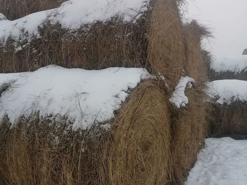 Сено сбалансированное