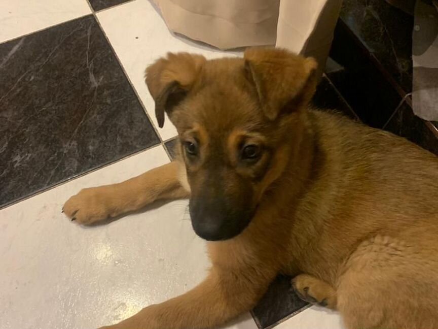 Щенок мальчик