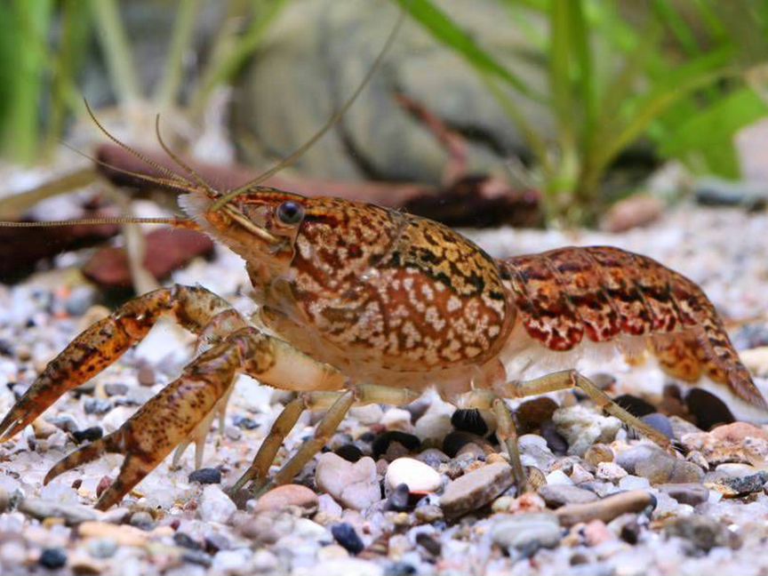 Рак мраморный (Procarambus virginalis)