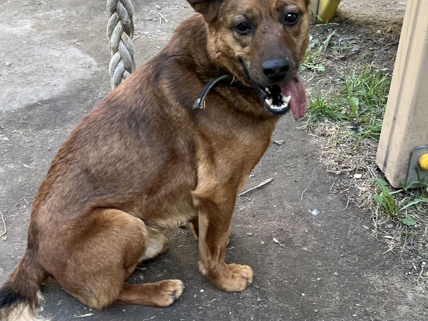 Рыжик ищет дом