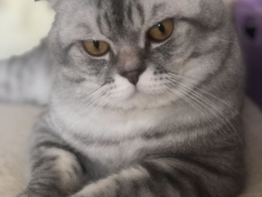 Шотландский вислоухий котик на вязку
