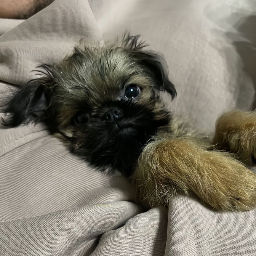 Брюссельский гриффон, щенок