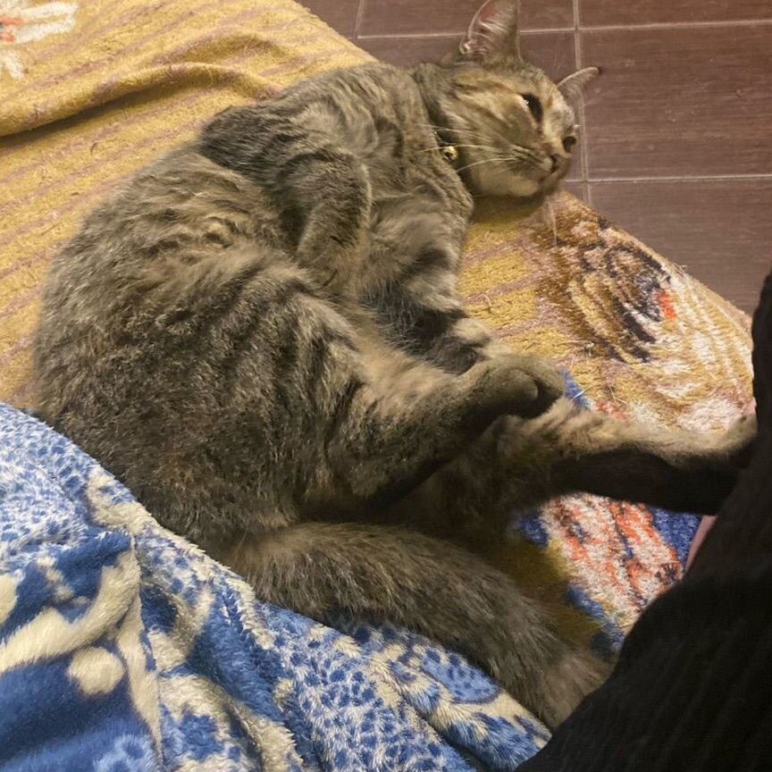 Кошечка в добрые руки