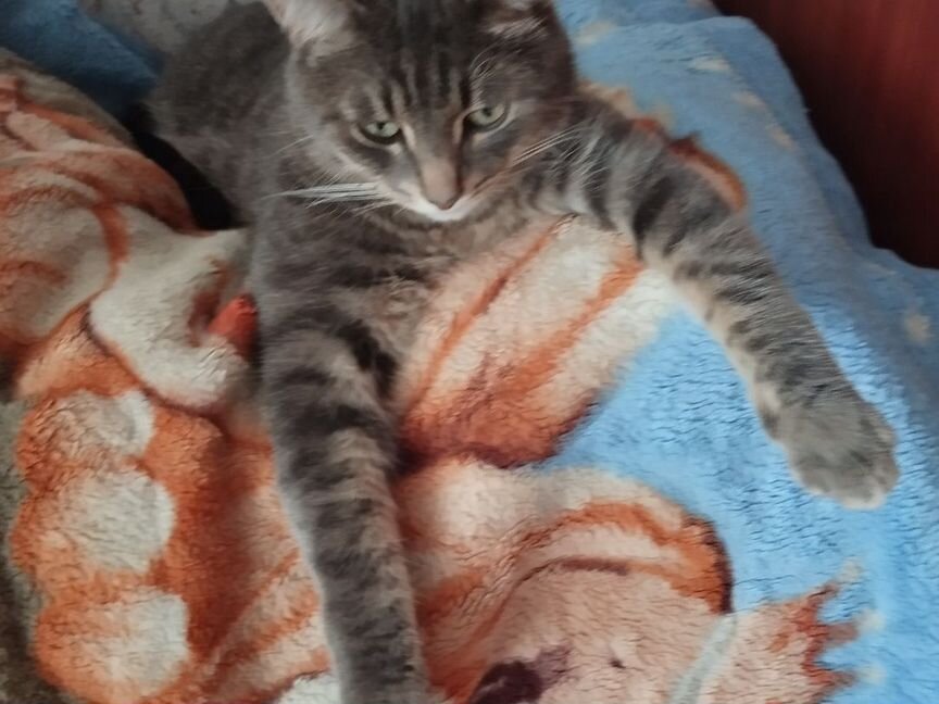 Отдам бесплатно котика