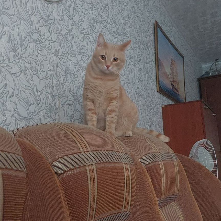 Кот ищет хозяина