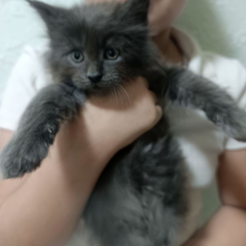Мейн-кун котёнок