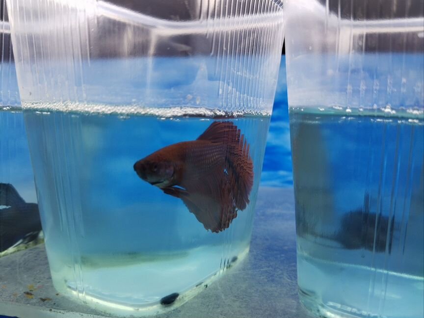 Рыбки Черепахи