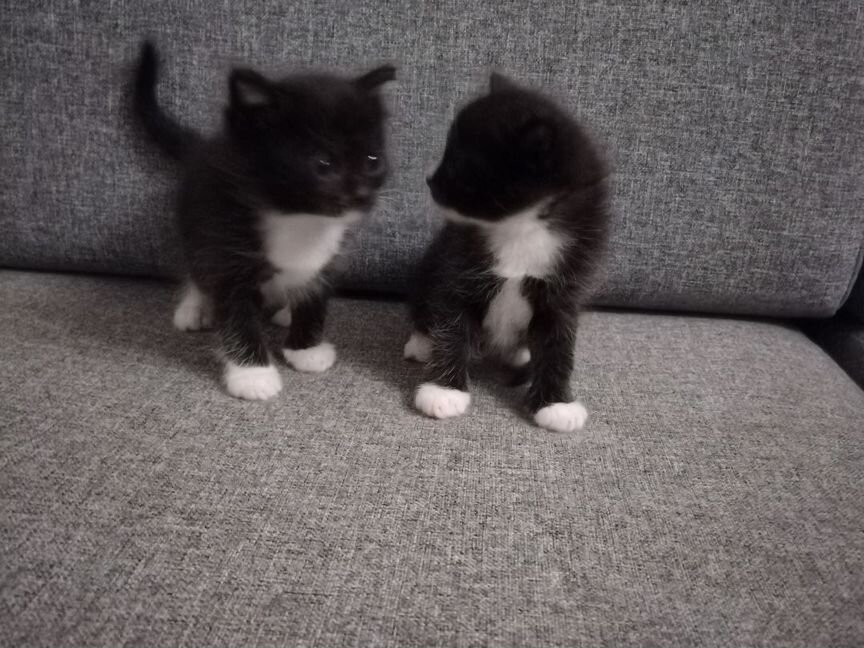 Котенок в белых носочках