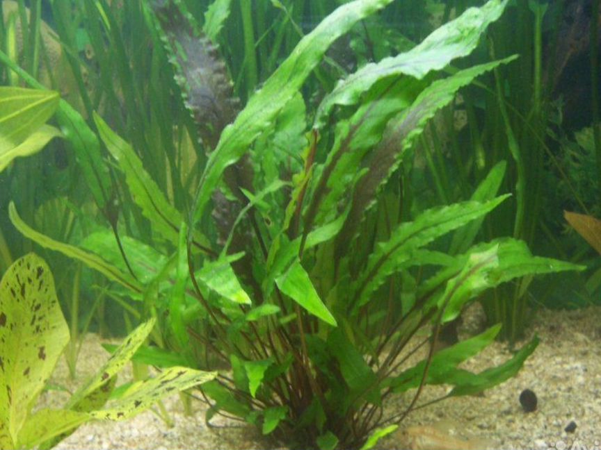 Криптокорина зеленая Вендта
