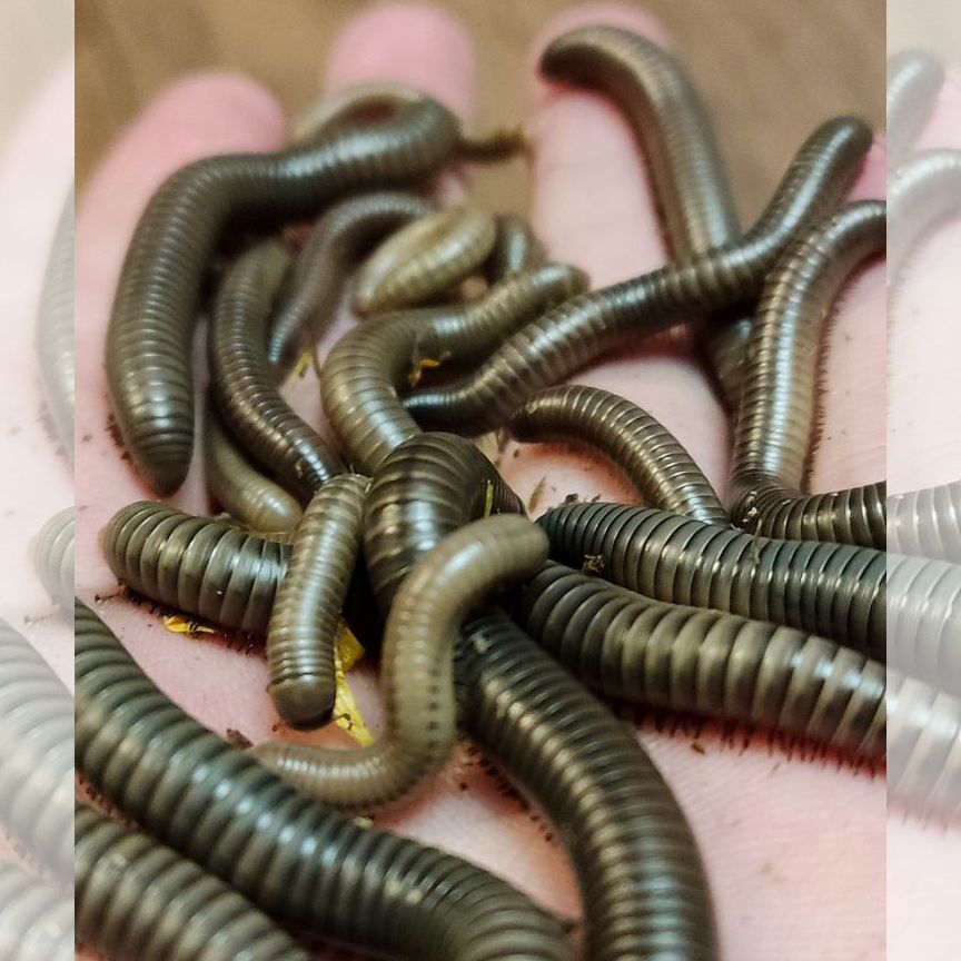 Колония кивсяков с контейнером