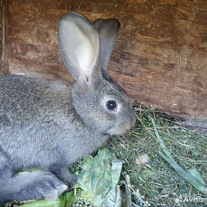 Кролики породы фландер