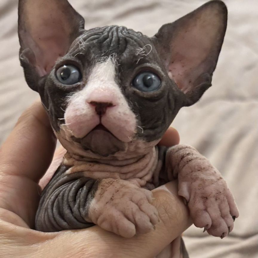 Бамбино котёнок