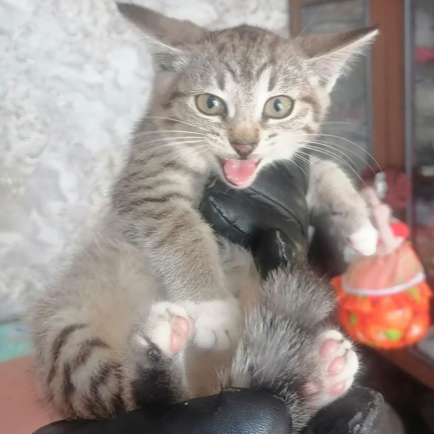 Котенок