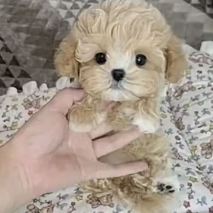 Мальтипу, щенок