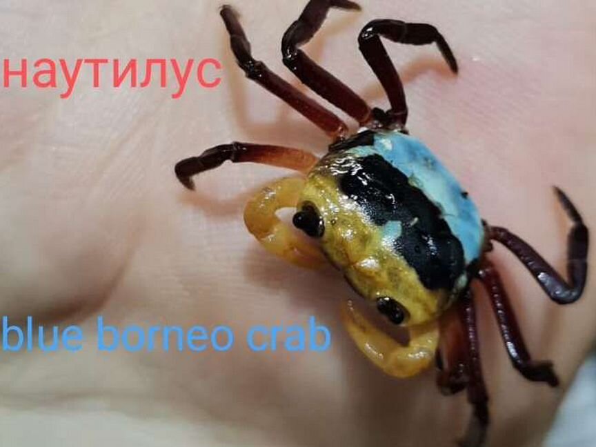 Крабы,раки аквариумные