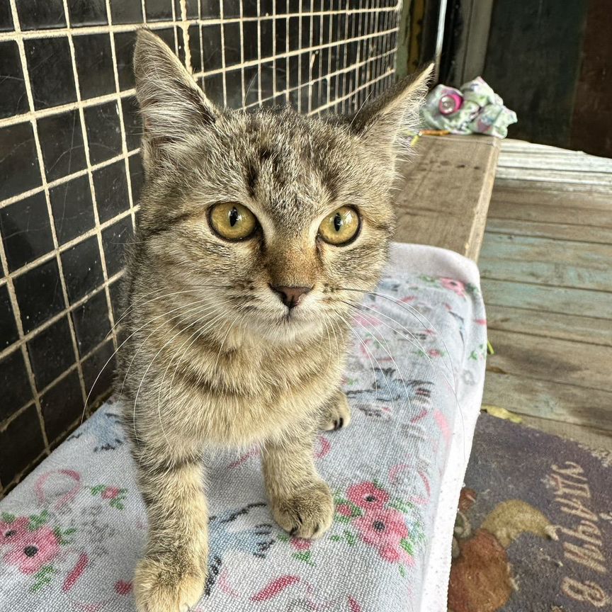 Котенок девочка в добрые руки бобтейл