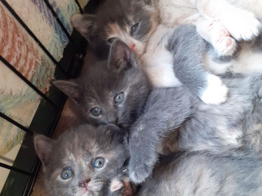 Котята в добрые руки