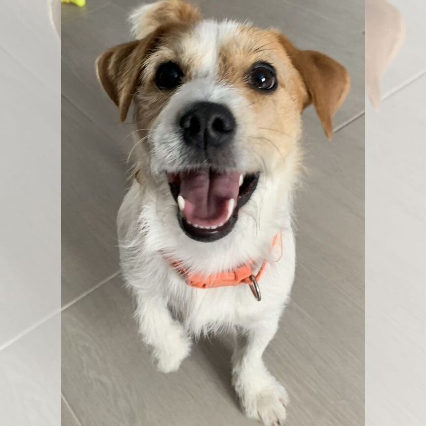 Вязка кобель джек рассел