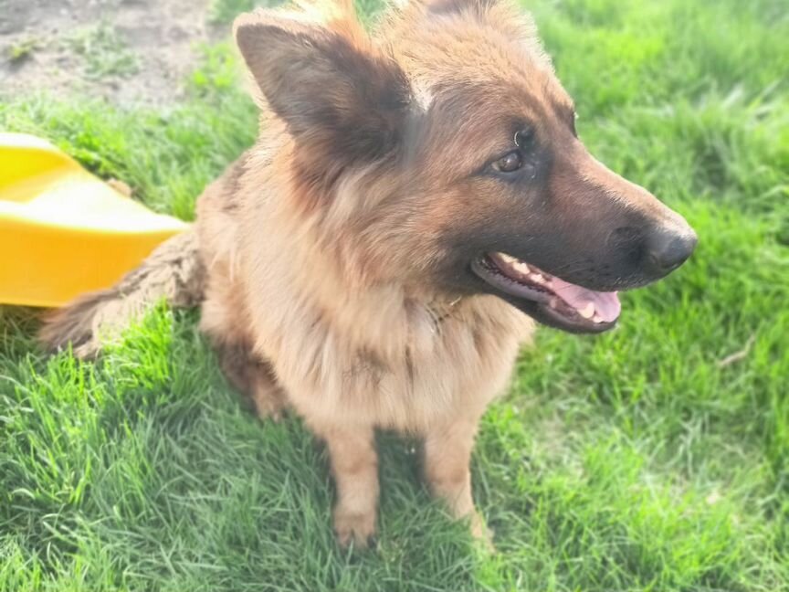 Немецкая овчарка 10 месяцев