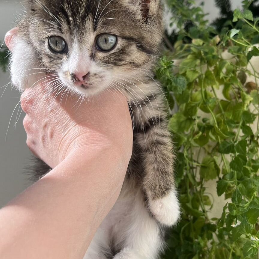Котята без породы
