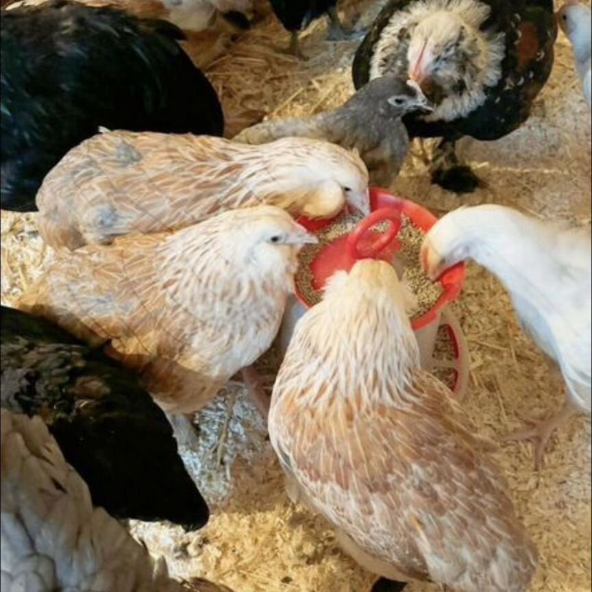 Фавероль семья