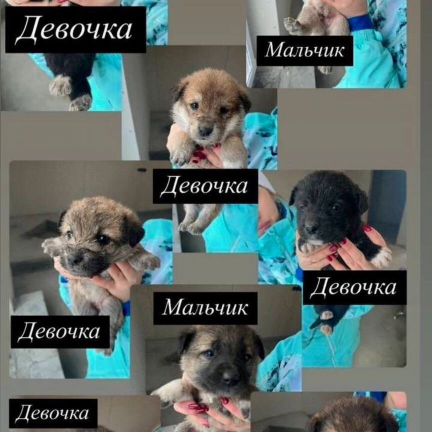 Щенок ищет дом