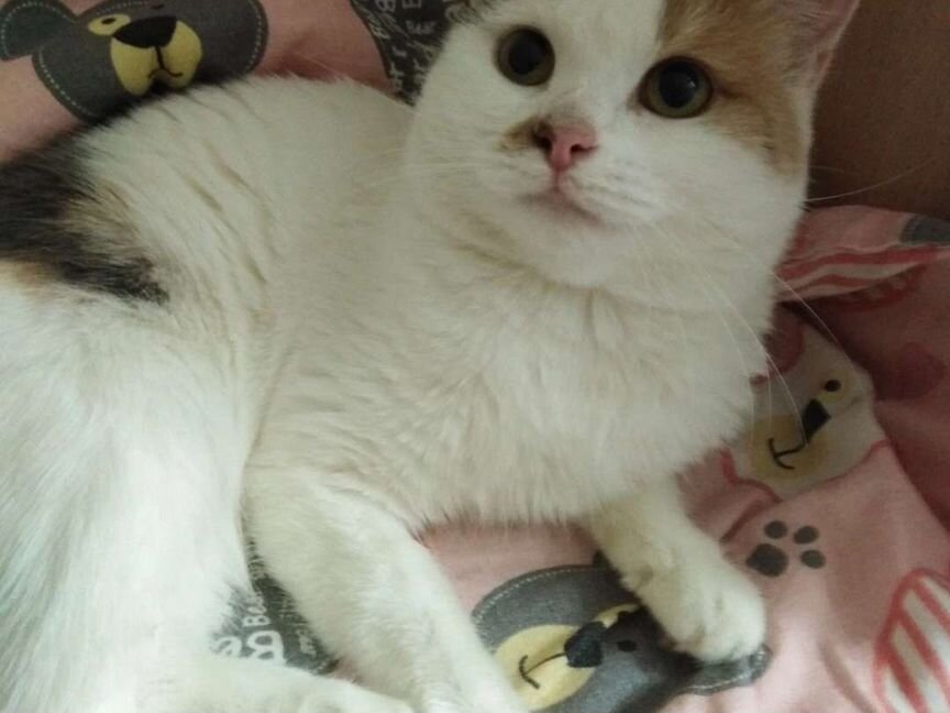 Кошечка Маша ищет дом