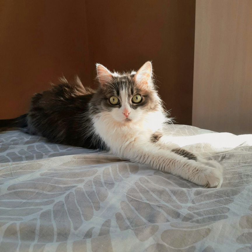 Кошка ищет дом