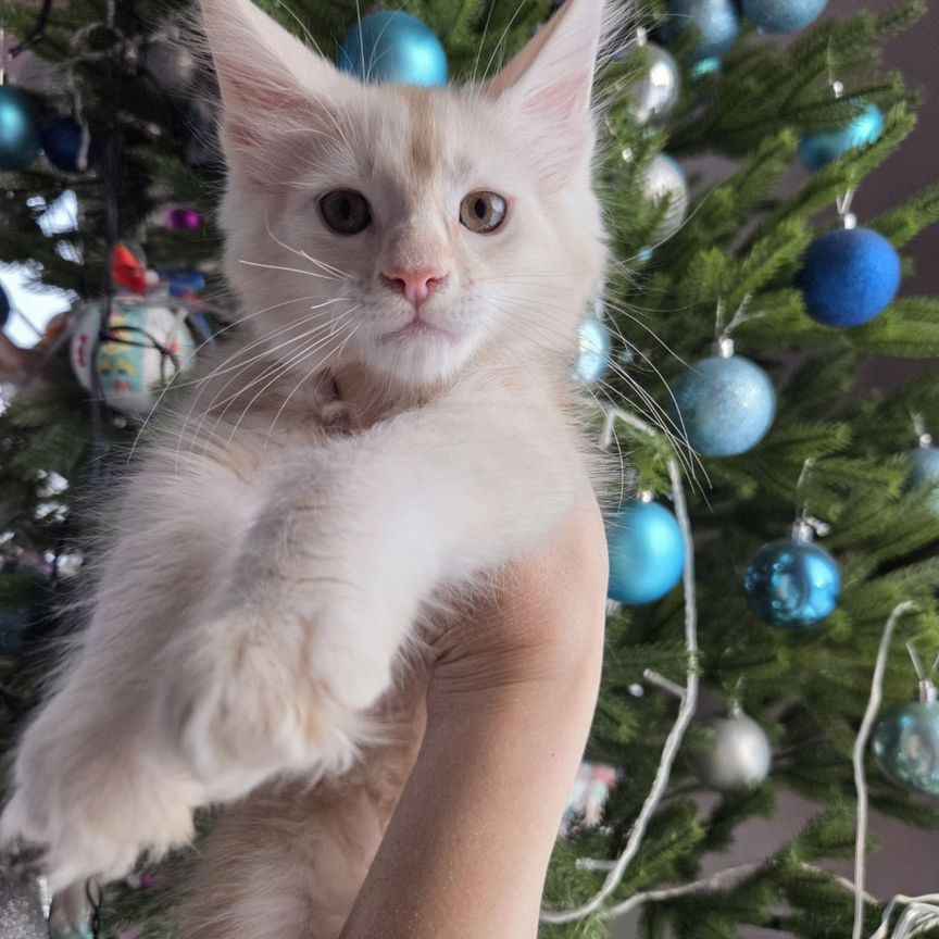 Мейн-кун котёнок
