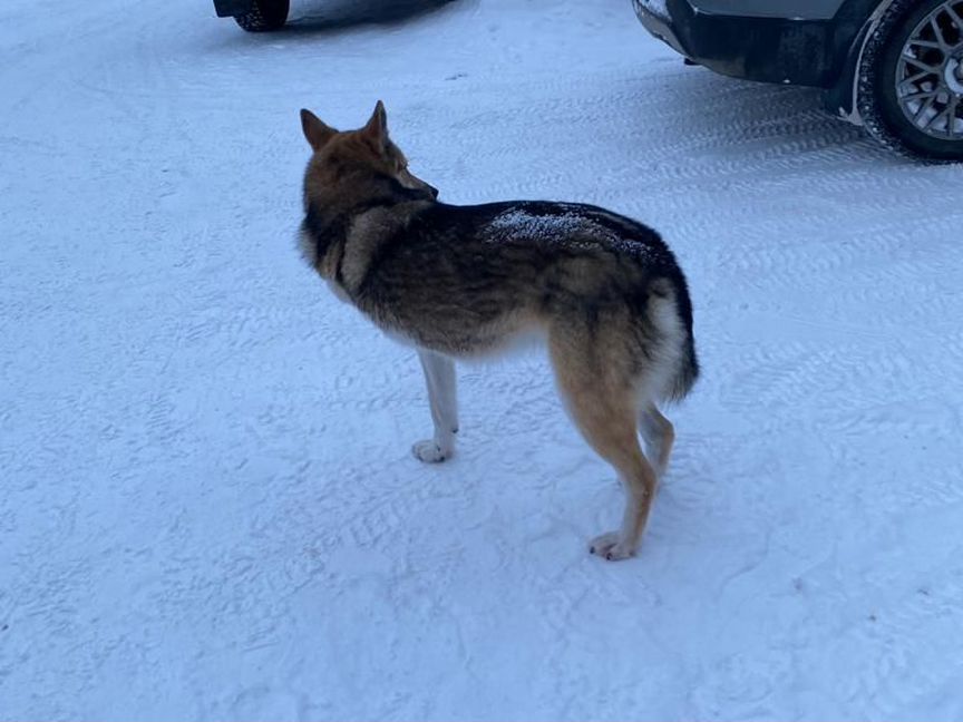 Чья собака на трех лапах