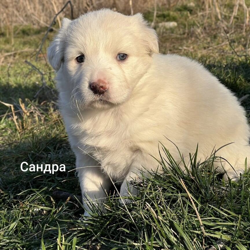 Щеночки в дар